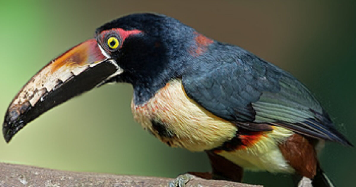 Bird Watching Costa Rica | Finca Rosa Blanca