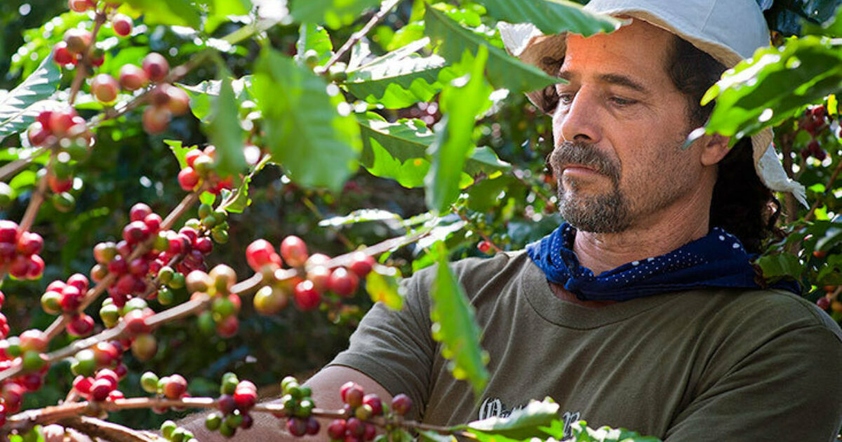 Costa Rica Coffee Harvest Season | Finca Rosa Blanca